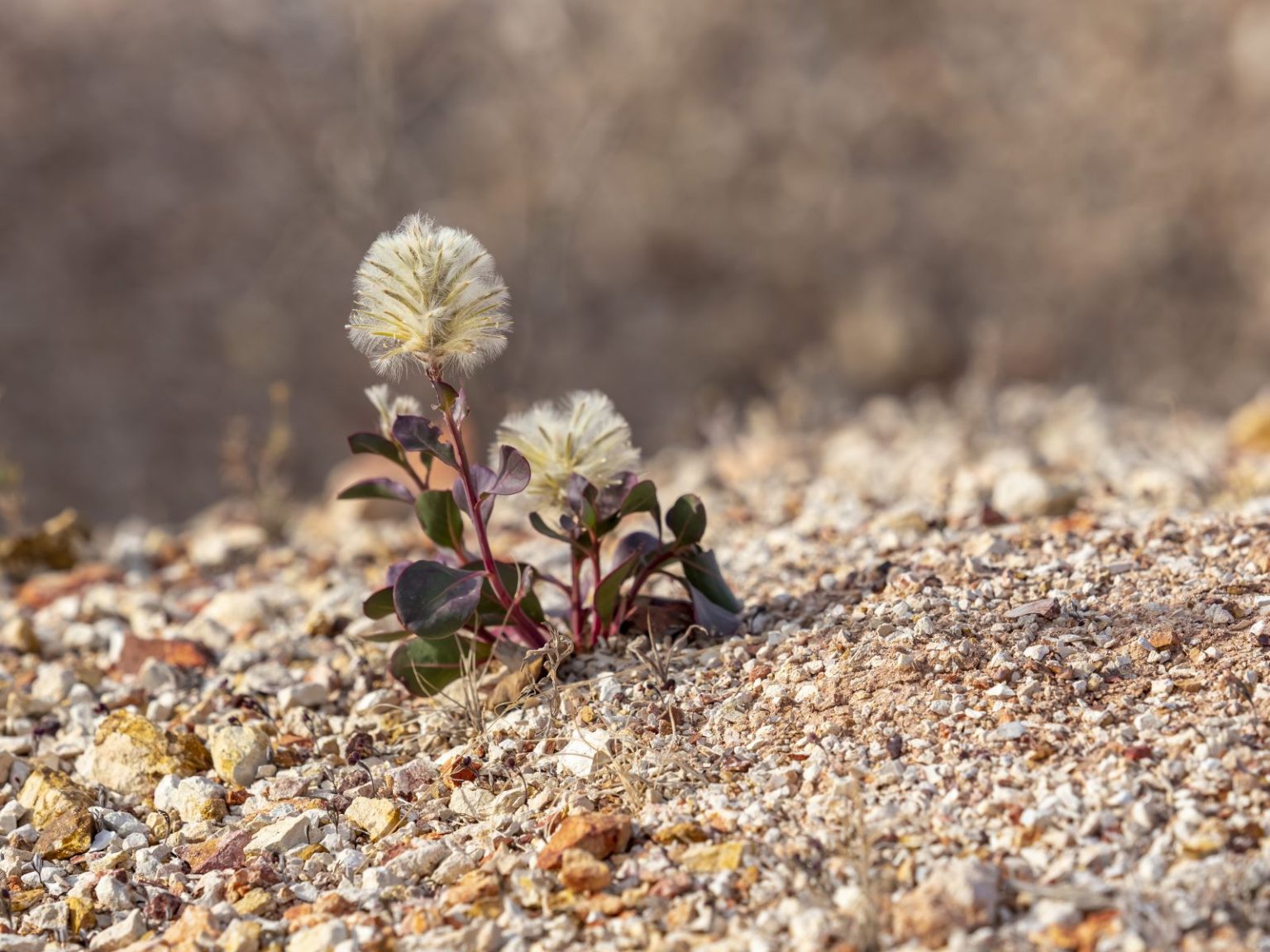 Exploring ephemeral arid plants of NSW | Australian Plants Society
