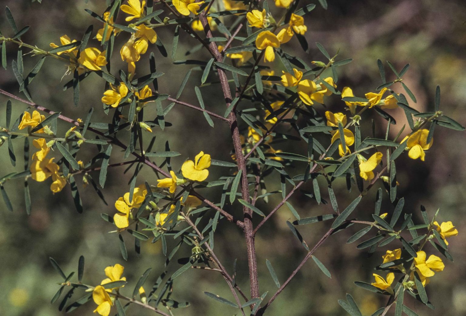Pultenaea blakelyi | Australian Plants Society