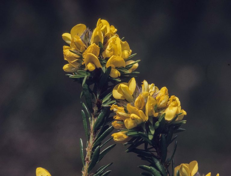 Pultenaea canescens | Australian Plants Society