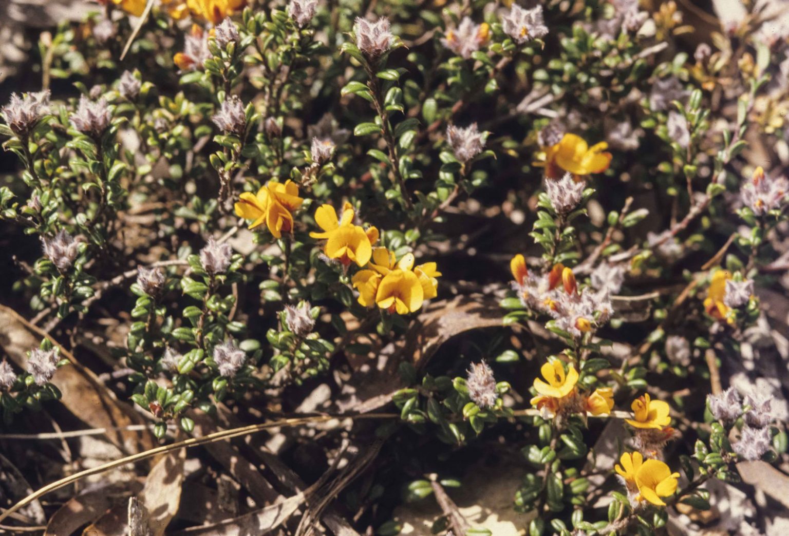 Pultenaea capitellata | Australian Plants Society