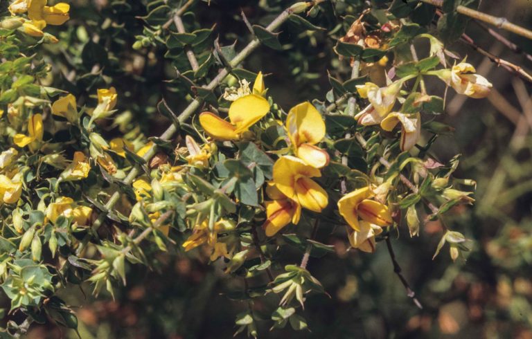 Pultenaea spinosa | Australian Plants Society