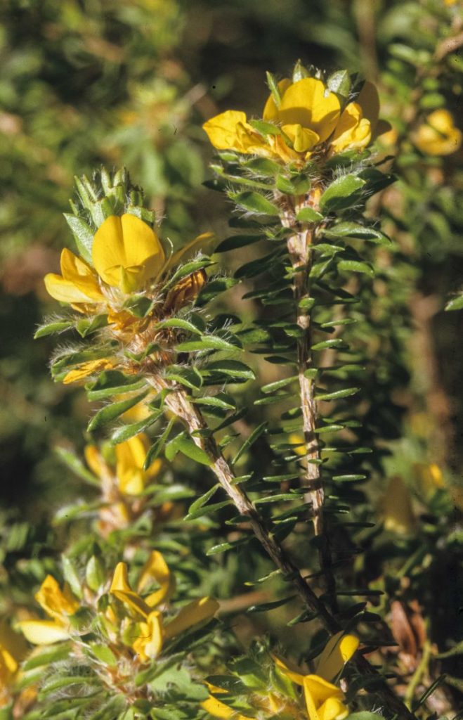 Pultenaea ferruginea | Australian Plants Society