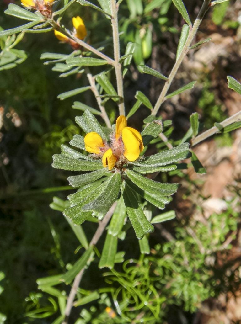 Pultenaea linophylla | Australian Plants Society