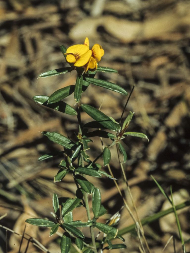 Pultenaea paleacea | Australian Plants Society