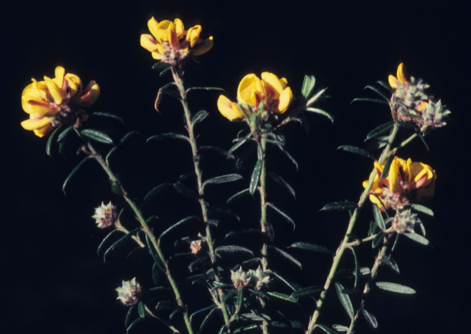 Pultenaea polifolia | Australian Plants Society