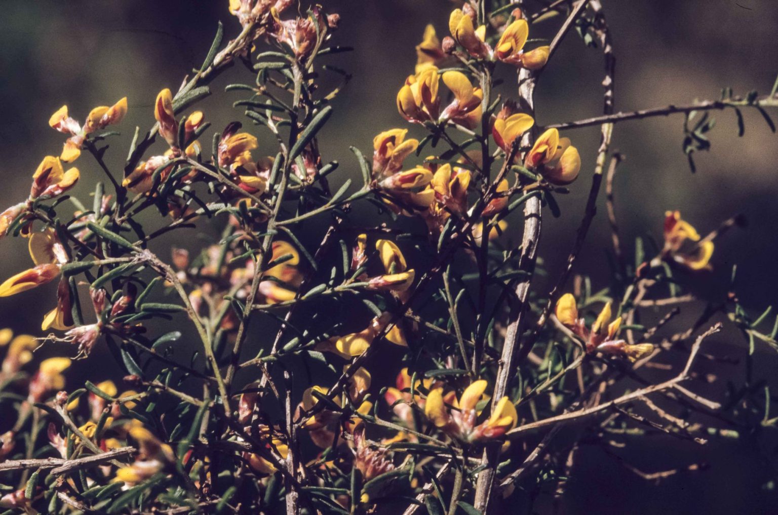 Pultenaea retusa | Australian Plants Society