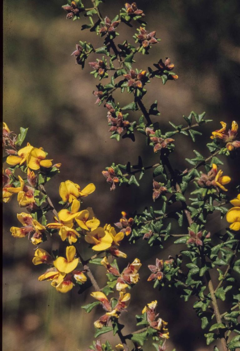 Pultenaea scabra | Australian Plants Society