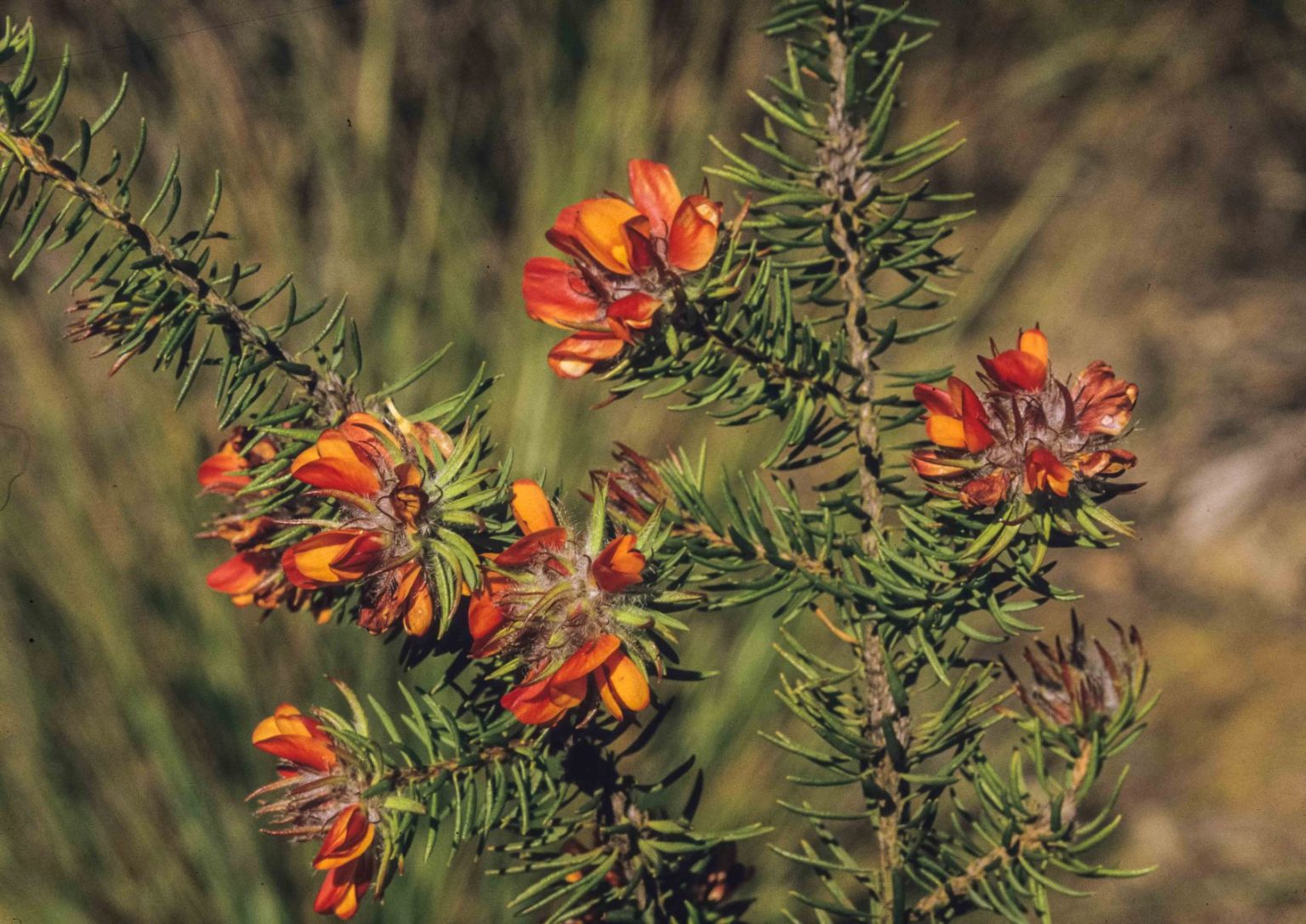 Pultenaea subspicata | Australian Plants Society
