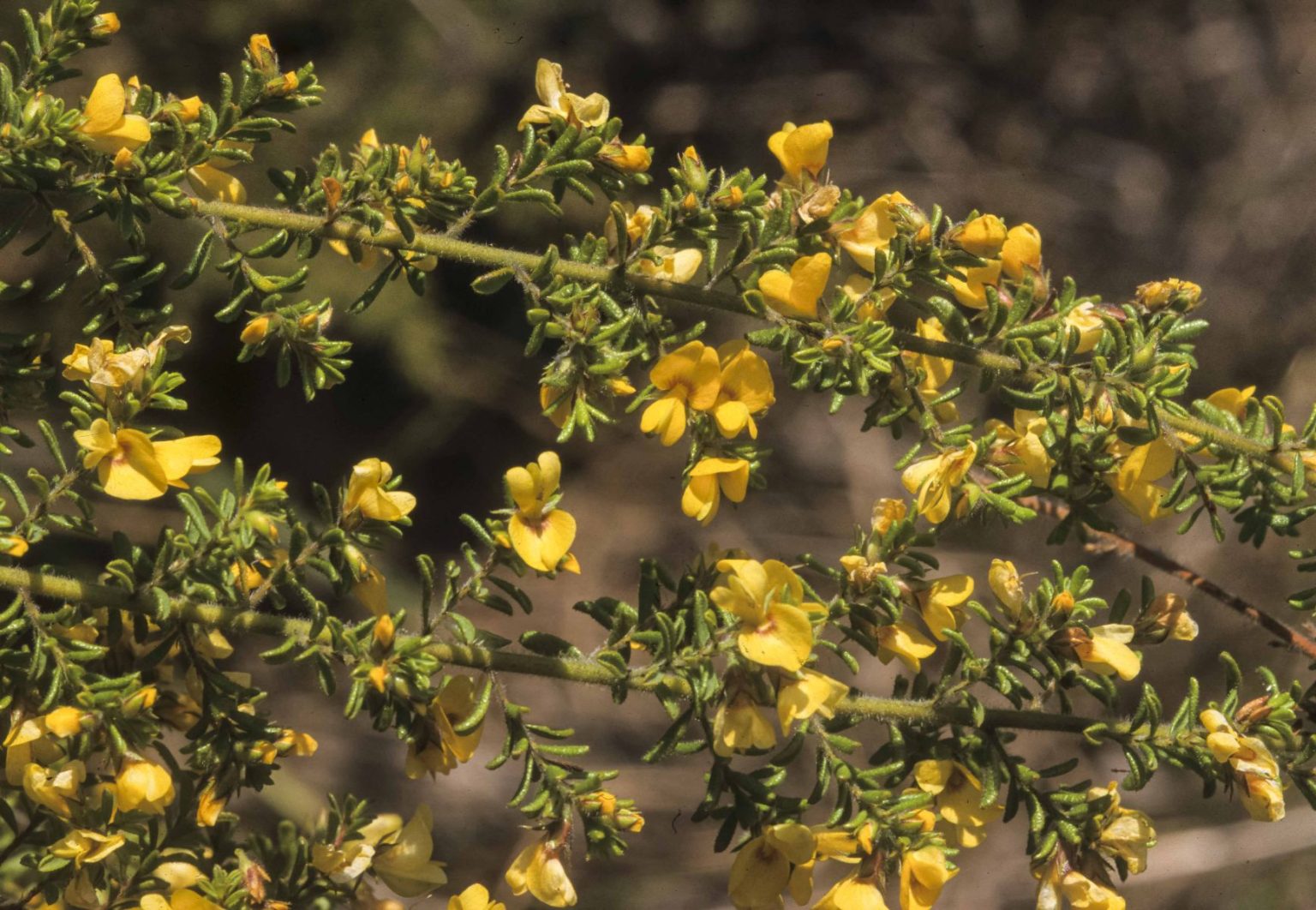 Pultenaea villosa | Australian Plants Society