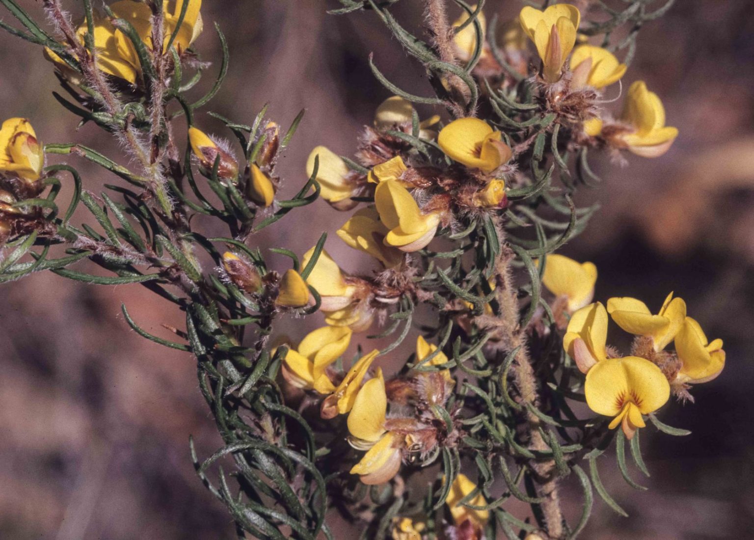 Pultenaea viscosa | Australian Plants Society