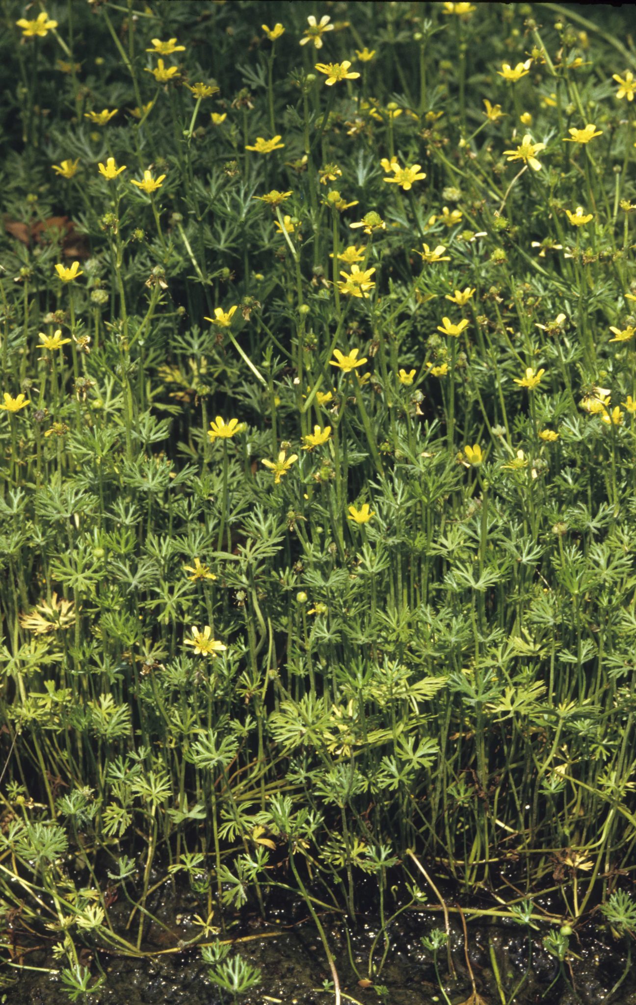 Ranunculus inundatus | Australian Plants Society