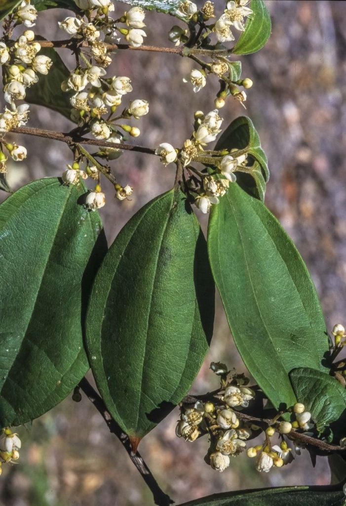 Rhodamnia rubescens | Australian Plants Society