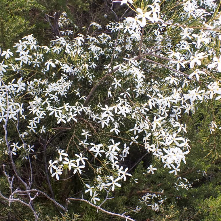 Ricinocarpos pinifolius P9161143 16-09-2022 5-08-49 PM , Beecroft ...
