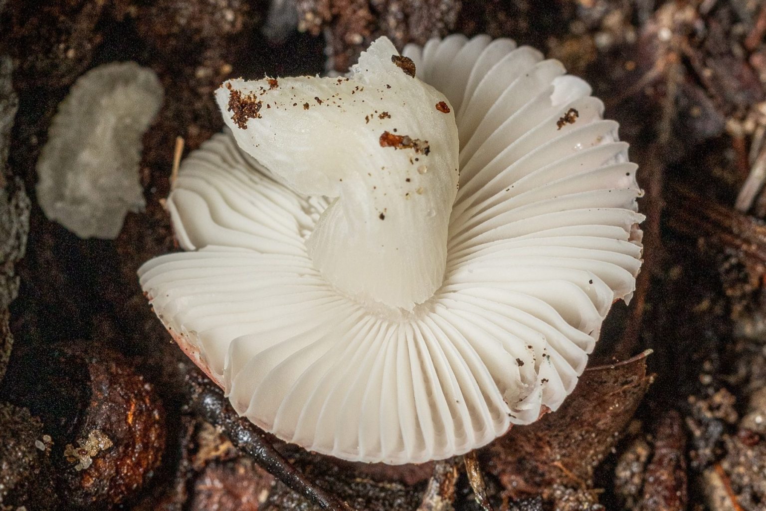 Identifying native plants | Australian Plants Society