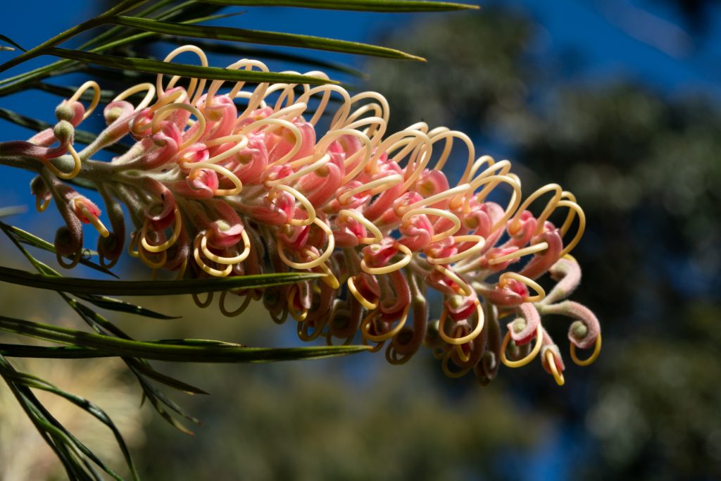 Grevillea ‘Misty Pink’ | Australian Plants Society