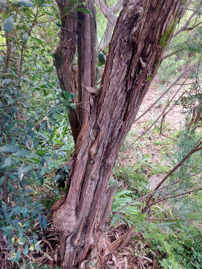 Sannantha pluriflora | Australian Plants Society