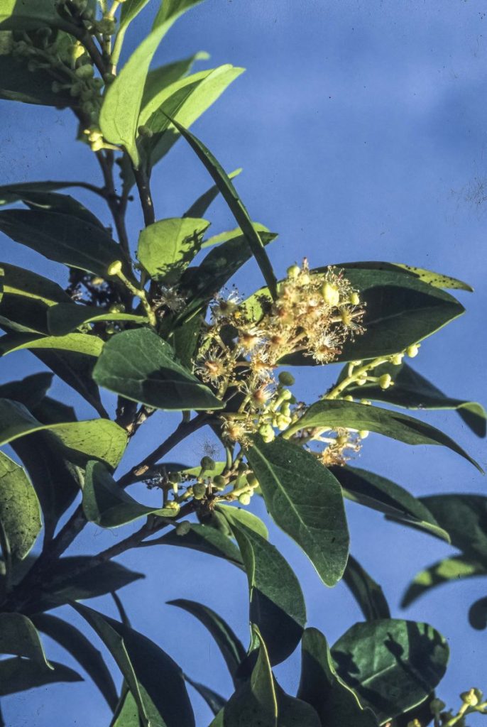 Scolopia braunii | Australian Plants Society