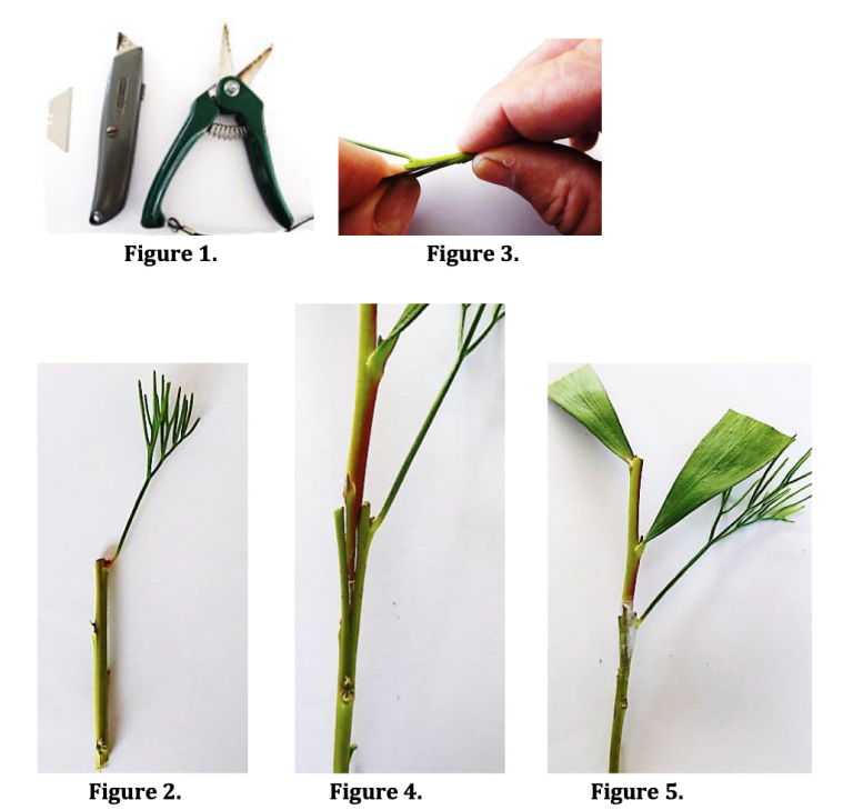 Grafting, using the cutting graft technique | Australian Plants Society