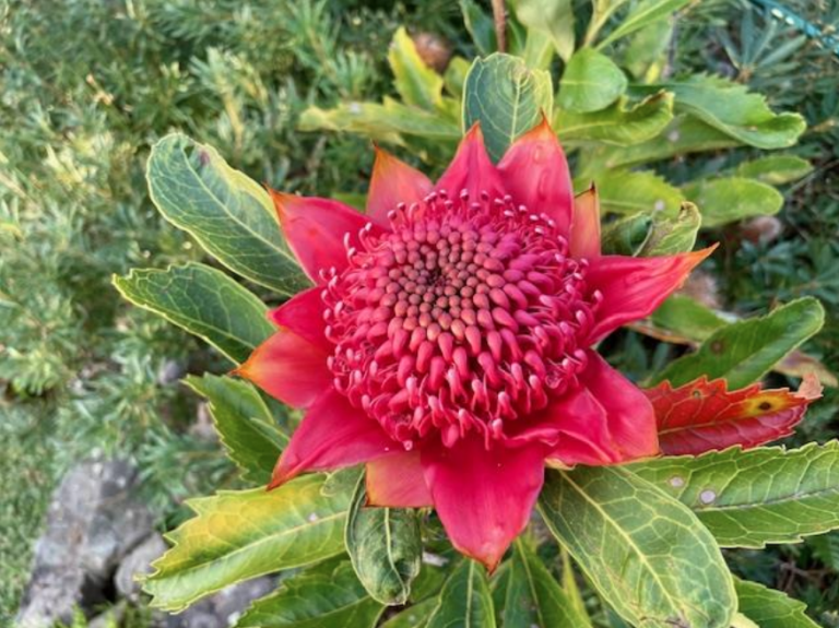 Growing Waratahs | Australian Plants Society