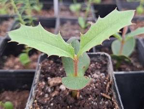 The Woody Pear (Xylomelum pyriforme) | Australian Plants Society