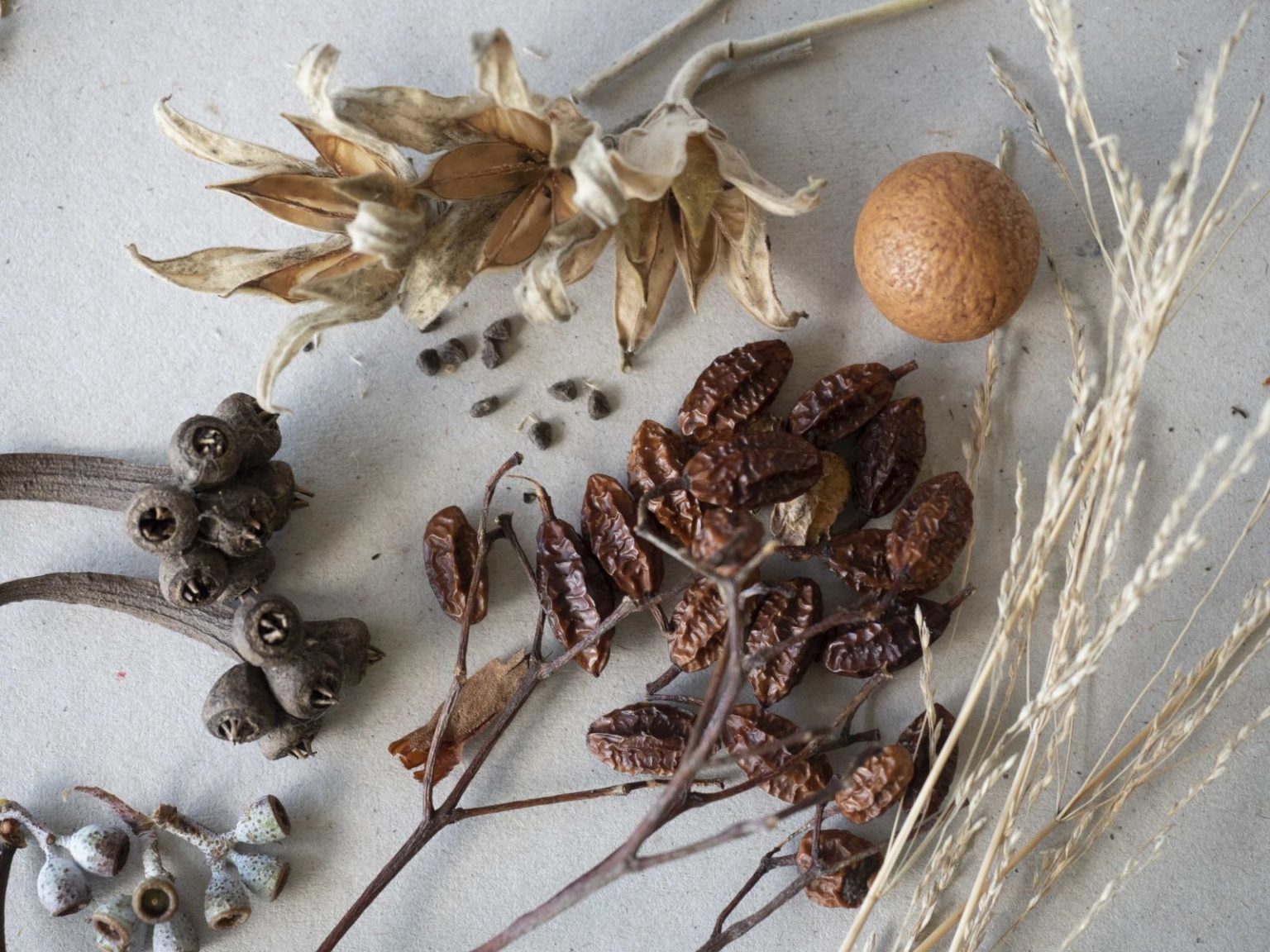 Seeds available from APS Vic | Australian Plants Society