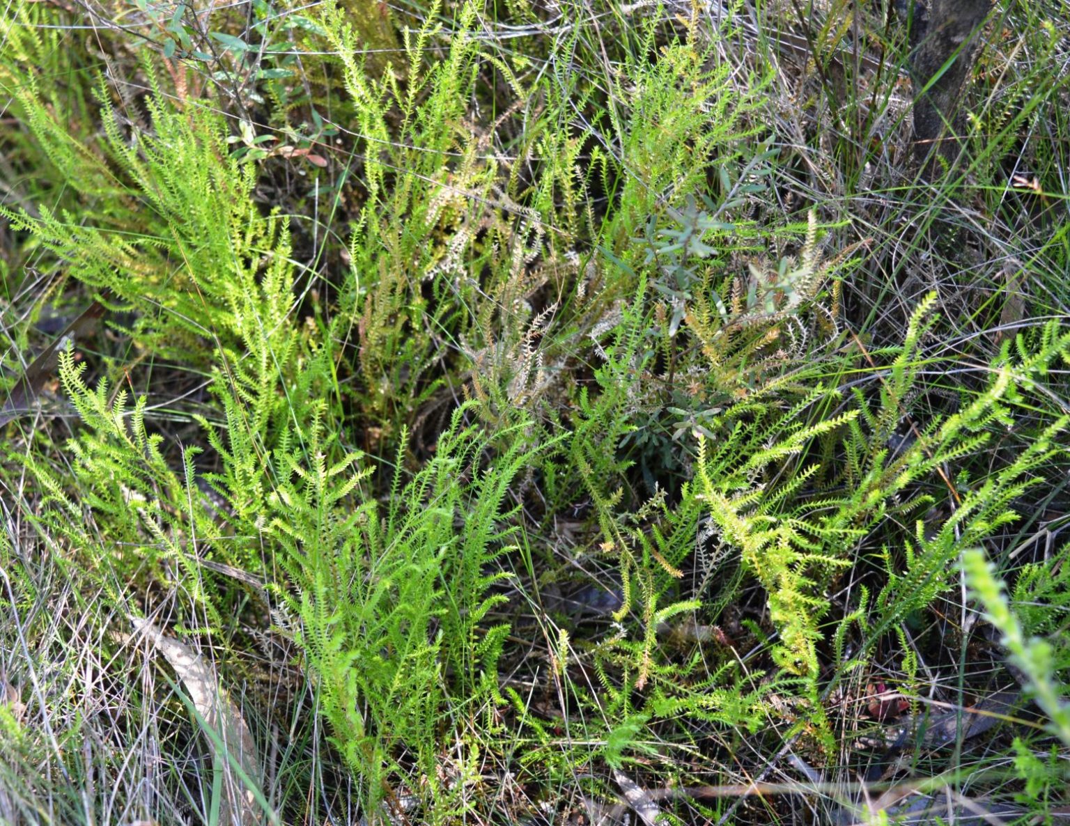 Selaginella uliginosa | Australian Plants Society