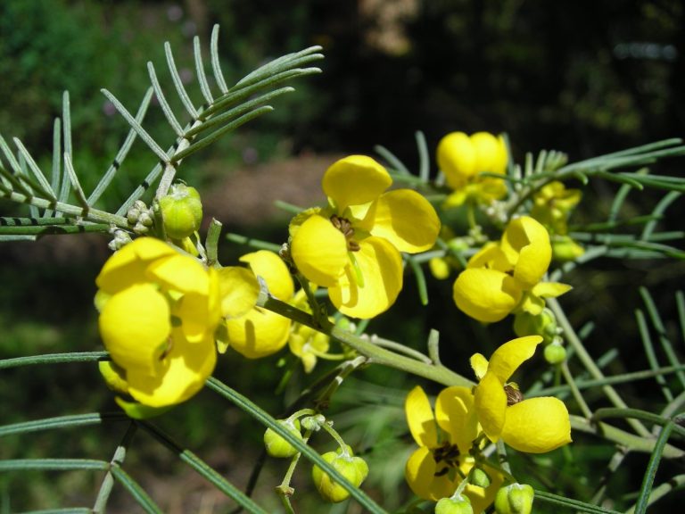 A few thoughts on yellow flowers | Australian Plants Society