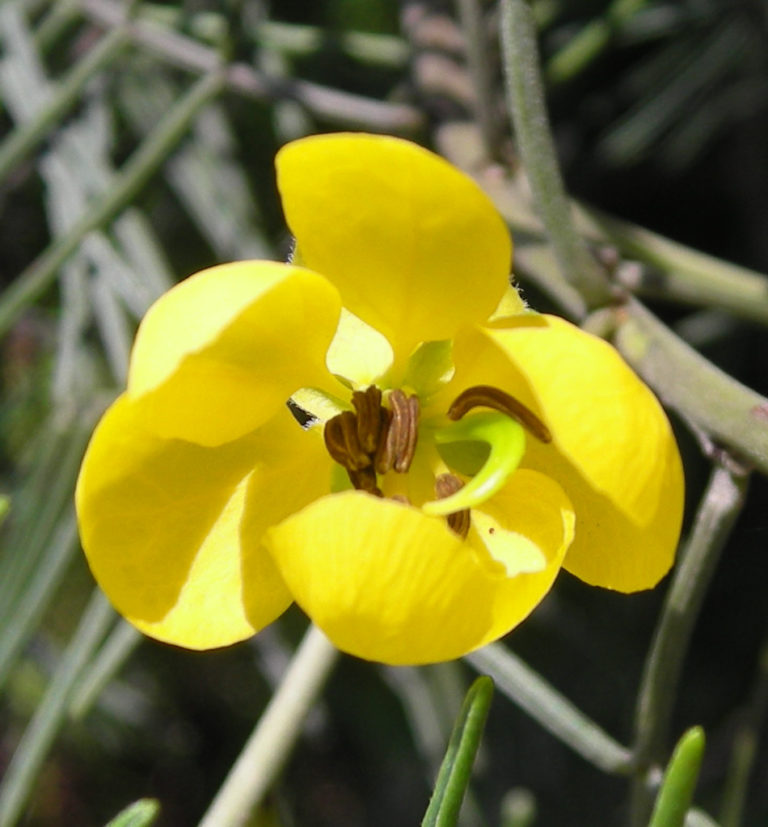 Senna artemisioides | Australian Plants Society