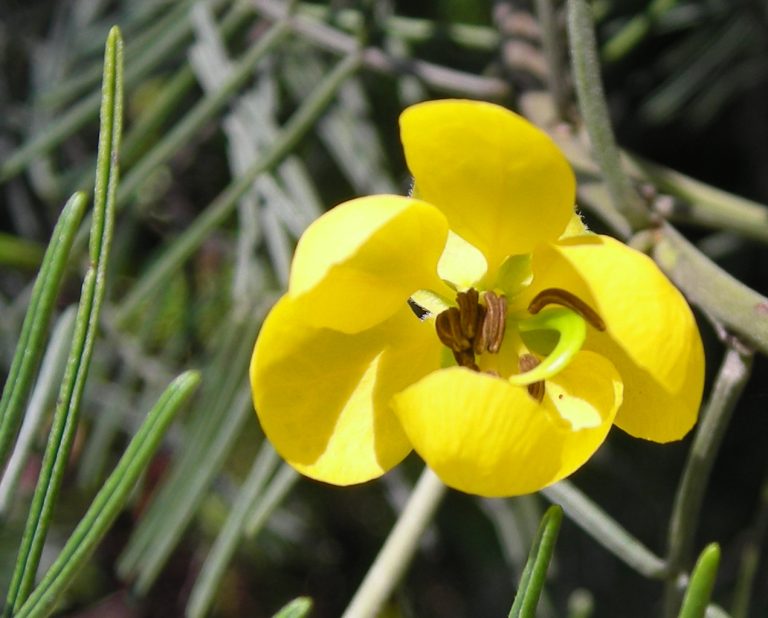 A few thoughts on yellow flowers | Australian Plants Society