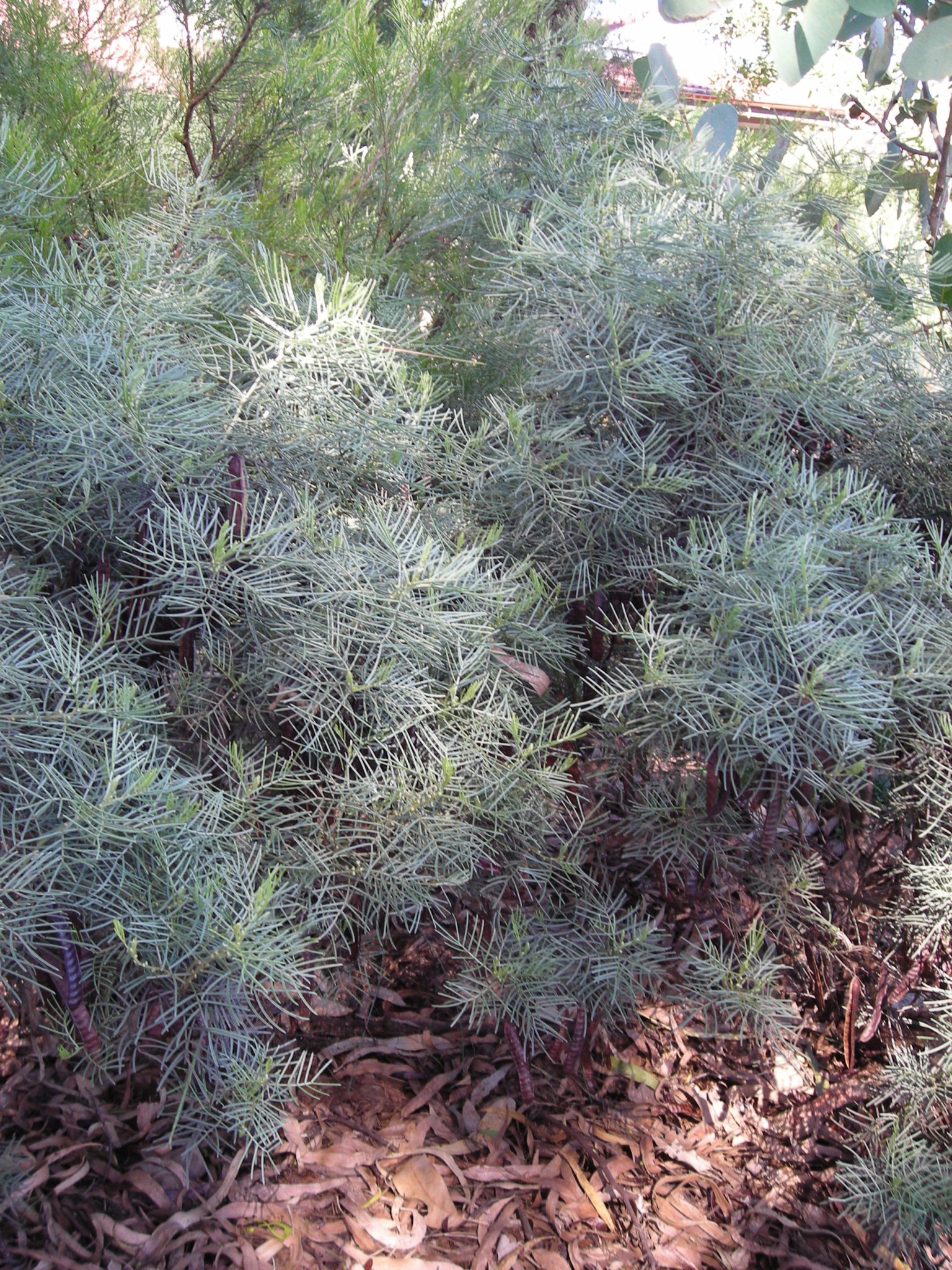 Senna artemisioides | Australian Plants Society