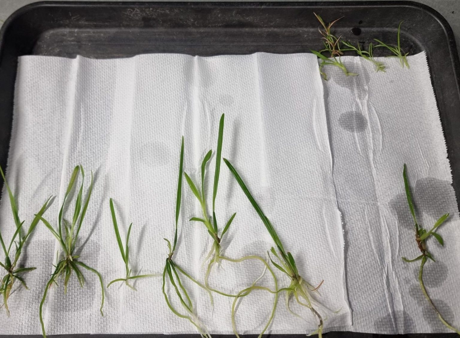 Raising orchids from seed | Australian Plants Society