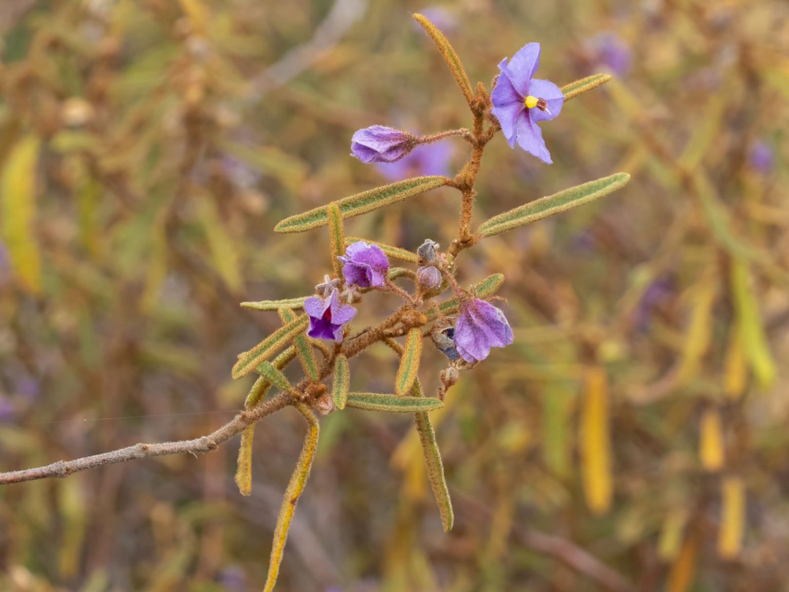 Visit to Melton Botanic Garden in January | Australian Plants Society