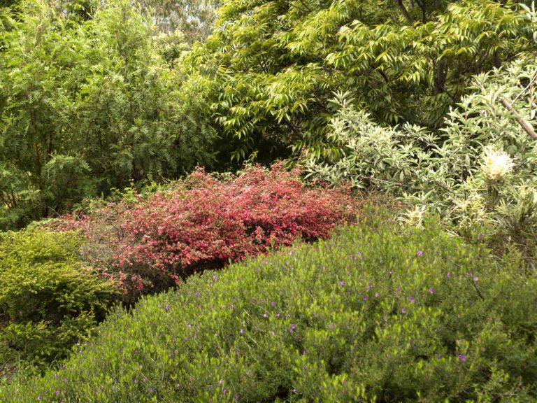 Shrubs over 1 m | Australian Plants Society
