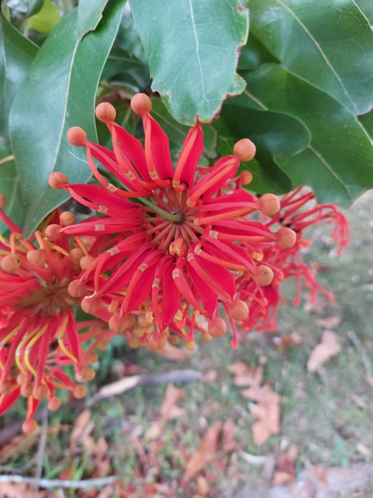Stenocarpus sinuatus | Australian Plants Society