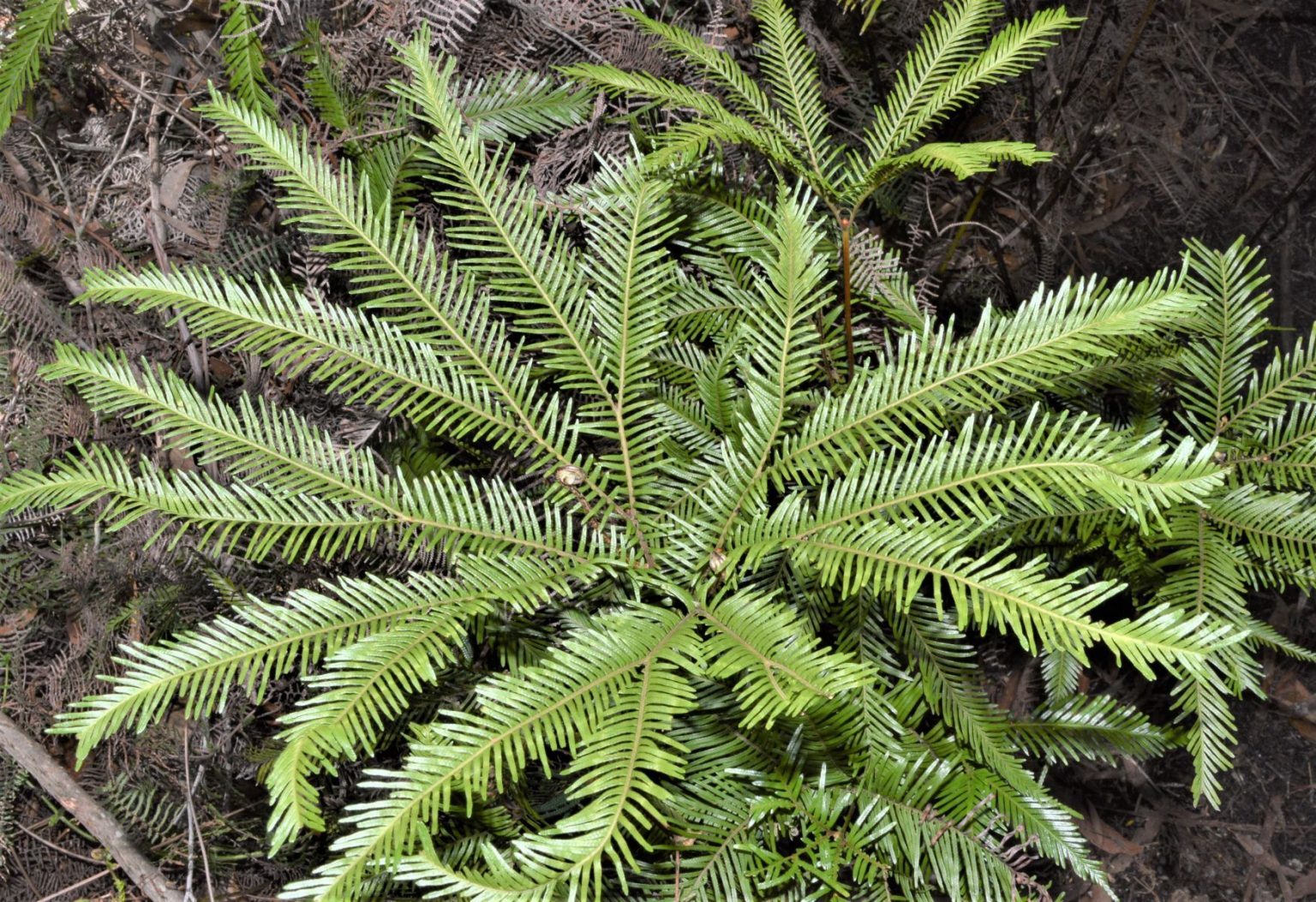Ferns of the Southern Sydney Basin | Australian Plants Society