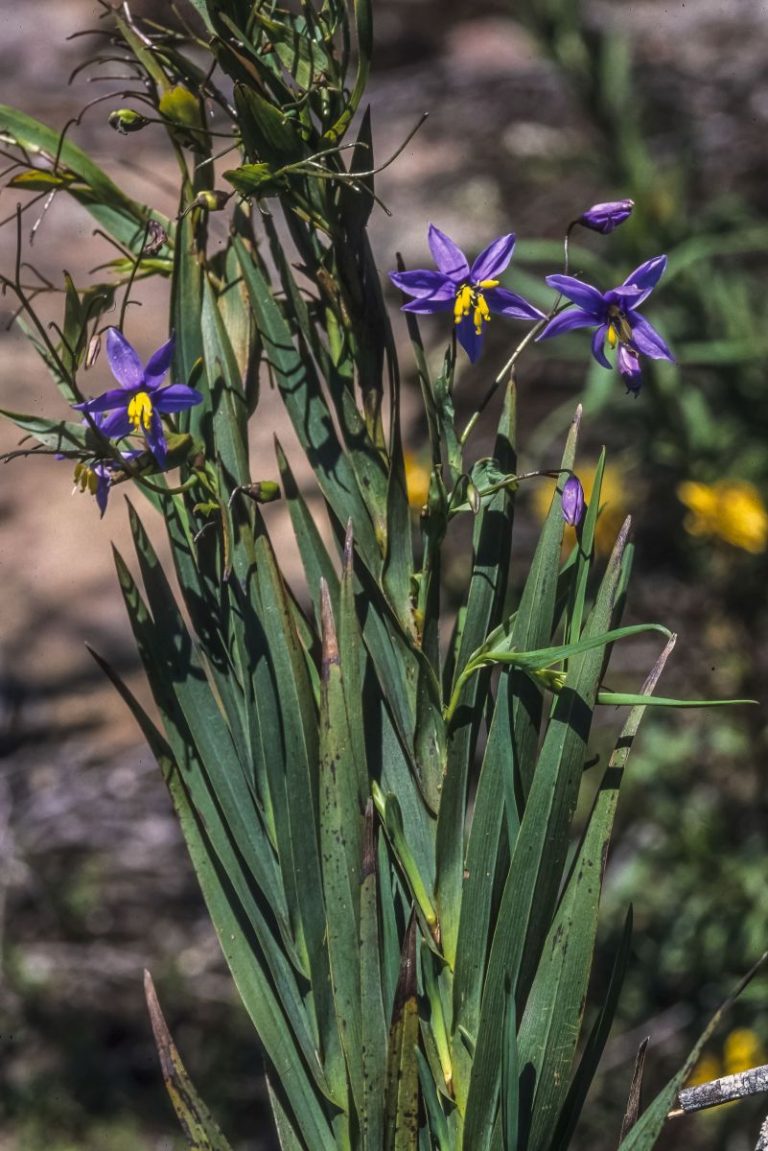 Grasses and clumping plants | Australian Plants Society