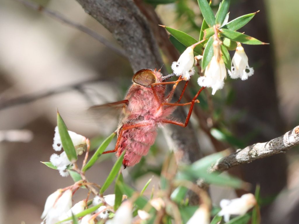 Stypheliasetigera | Australian Plants Society