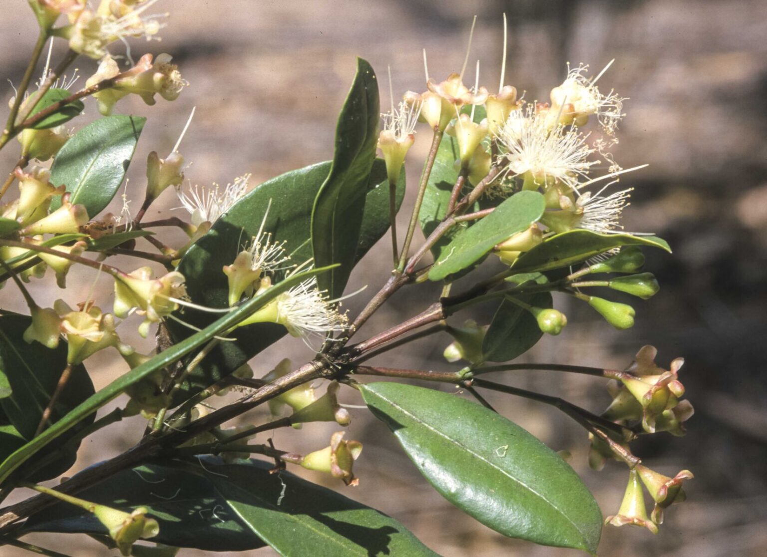 Syzygium australe | Australian Plants Society