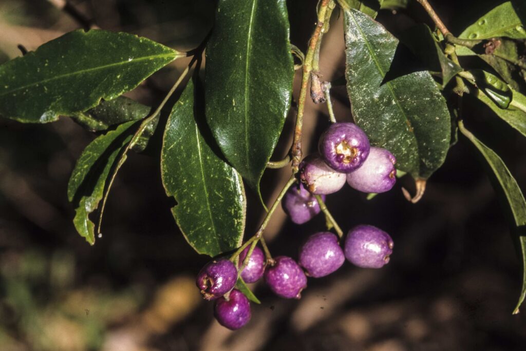 Syzygium oleosum | Australian Plants Society