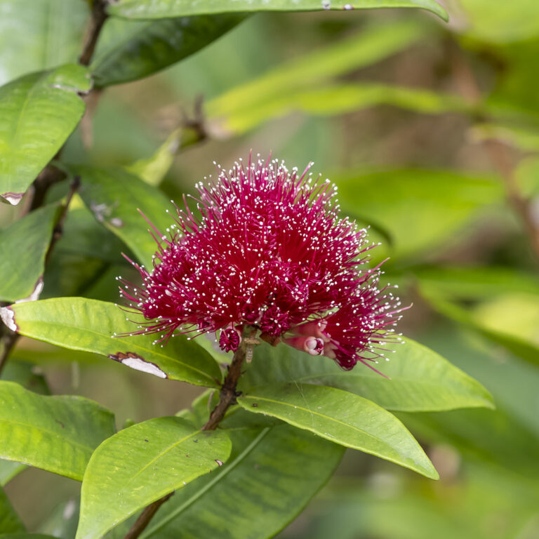 Syzygium wilsonii | Australian Plants Society