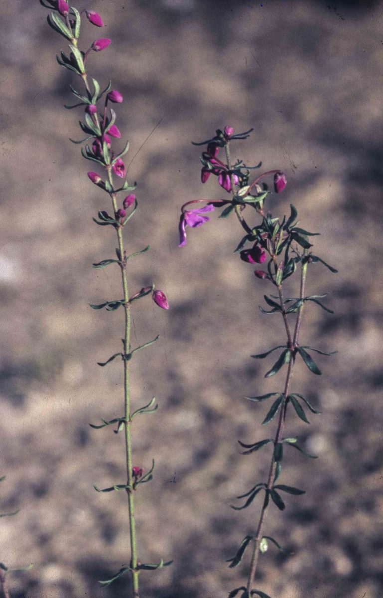 Tetratheca bauerifolia | Australian Plants Society