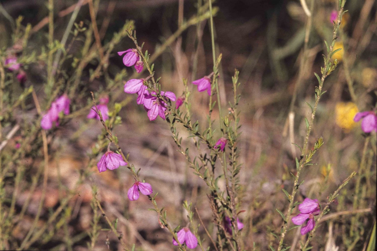 Tetratheca decora | Australian Plants Society