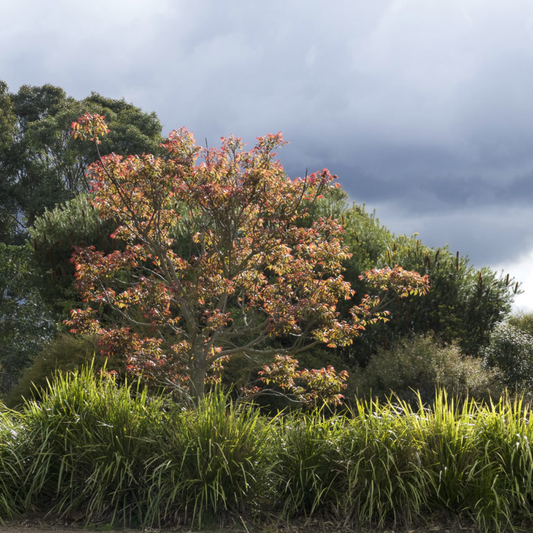 Toona ciliata, driveway trees | Australian Plants Society