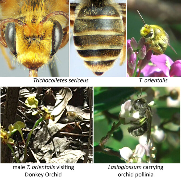 A tale of two sites | Australian Plants Society
