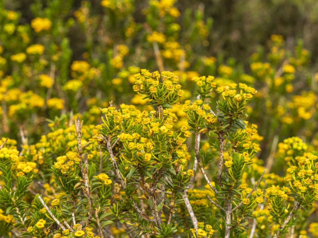 Visit to Melton Botanic Garden in January | Australian Plants Society