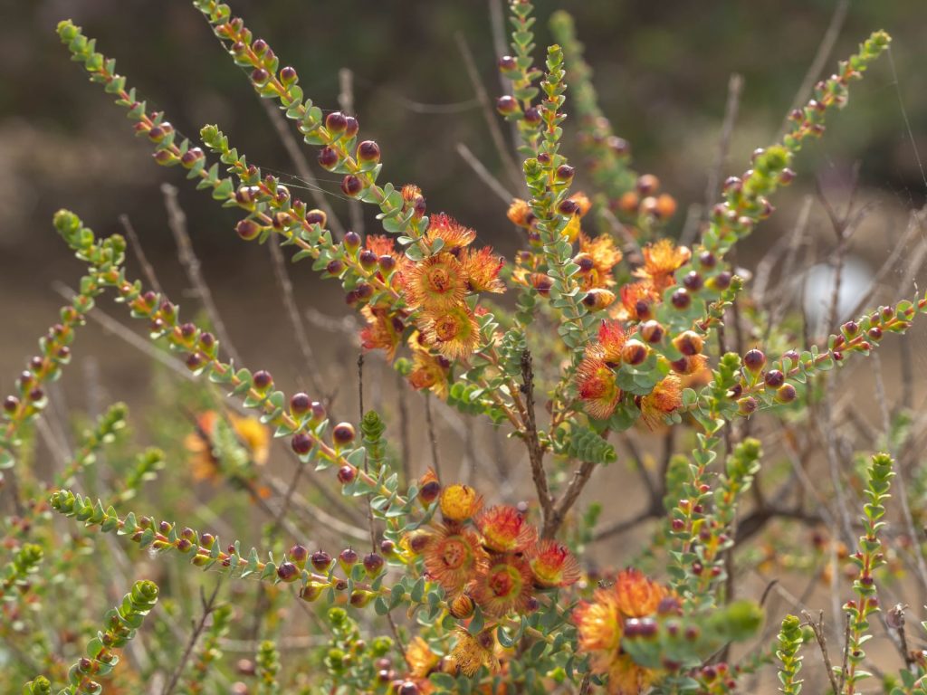 Visit to Melton Botanic Garden in January | Australian Plants Society