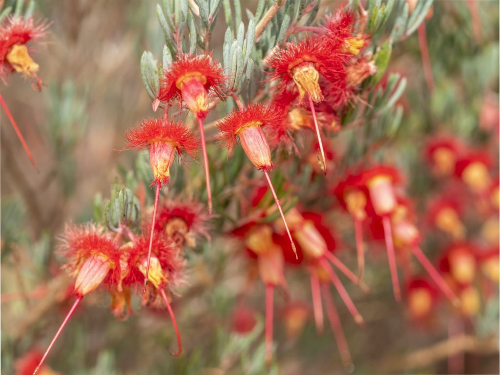 Visit to Melton Botanic Garden in January | Australian Plants Society