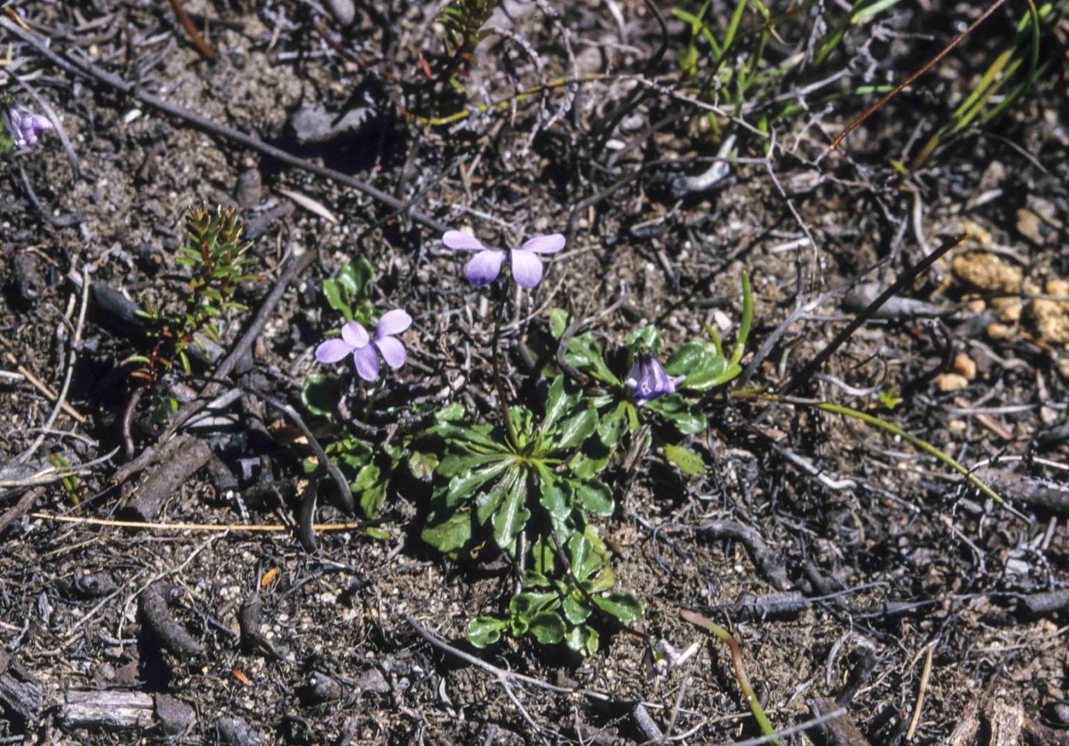 Ground covers | Australian Plants Society