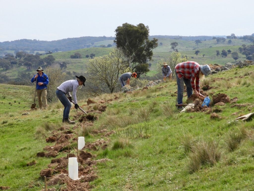 A weekend of tree planting for regenerative farming | Australian Plants ...
