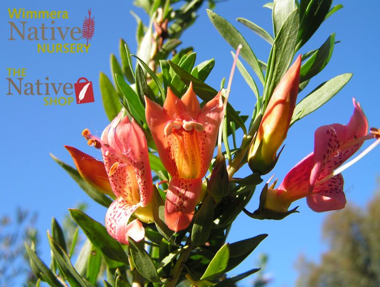 Buying native plants and seeds | Australian Plants Society